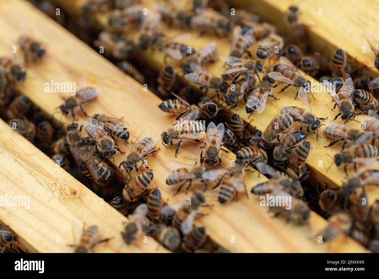 A bee colony on natural honeycomb Stock Photo - Alamy