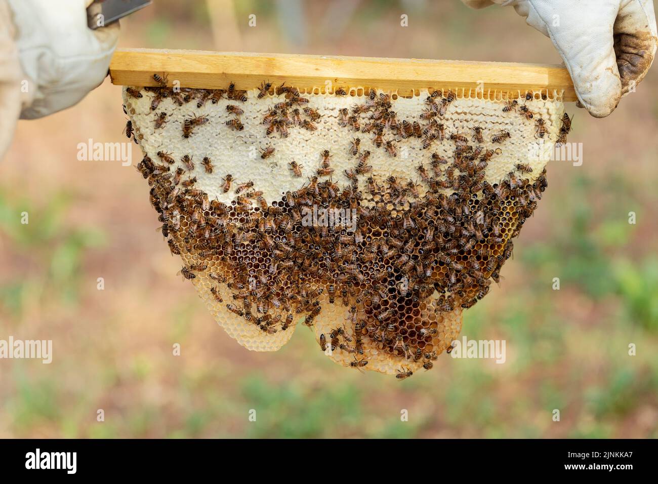 A beekeeper inspects a bee colony on a natural honeycomb Stock Photo ...