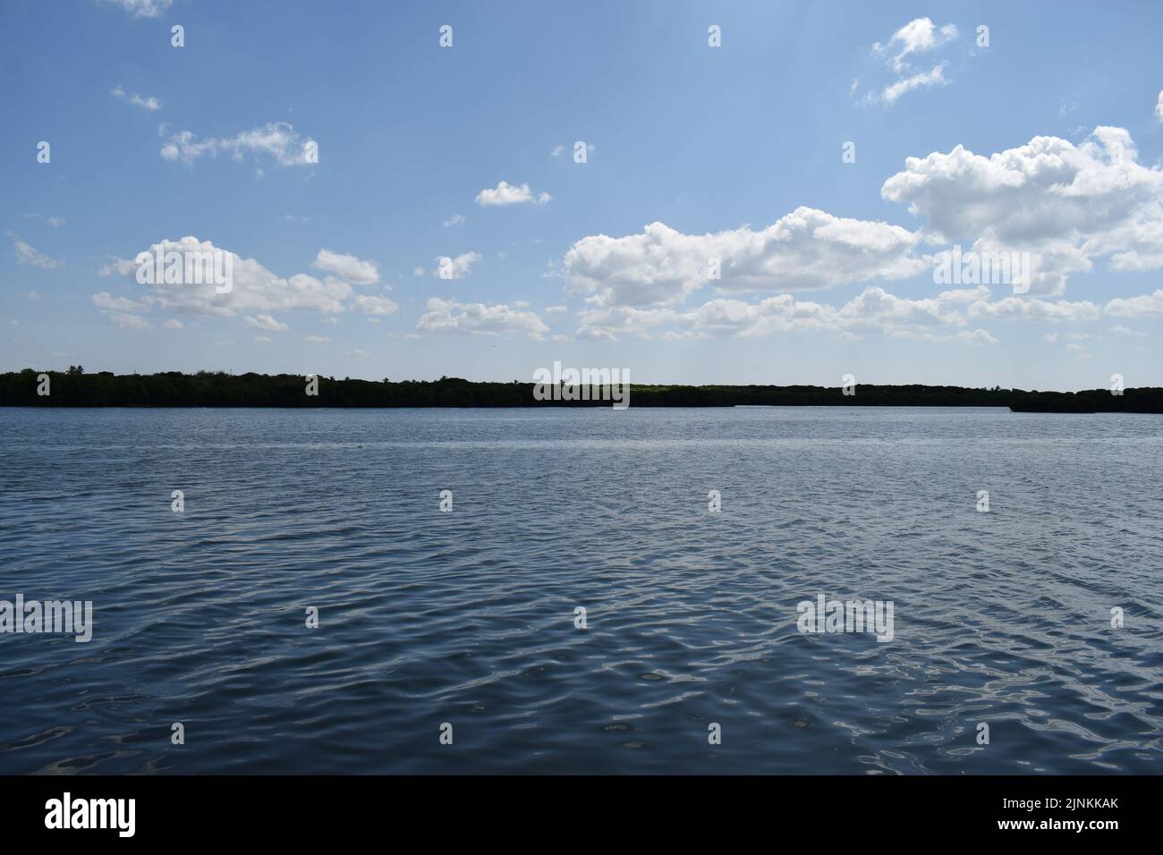Mangrove lagoon nature Stock Photo - Alamy