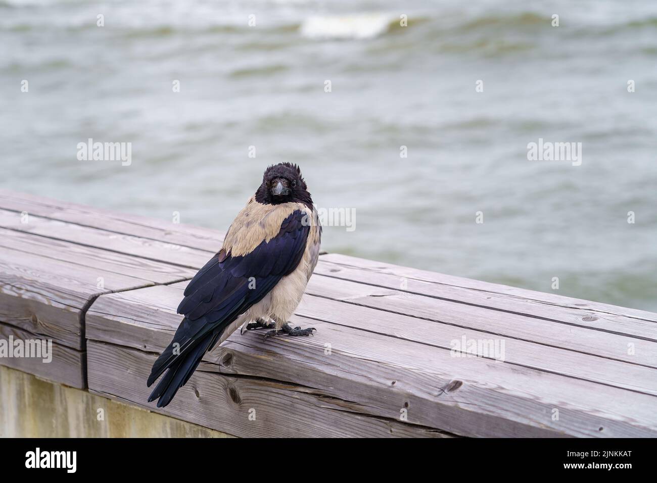 Raven standing on bench hi-res stock photography and images - Alamy
