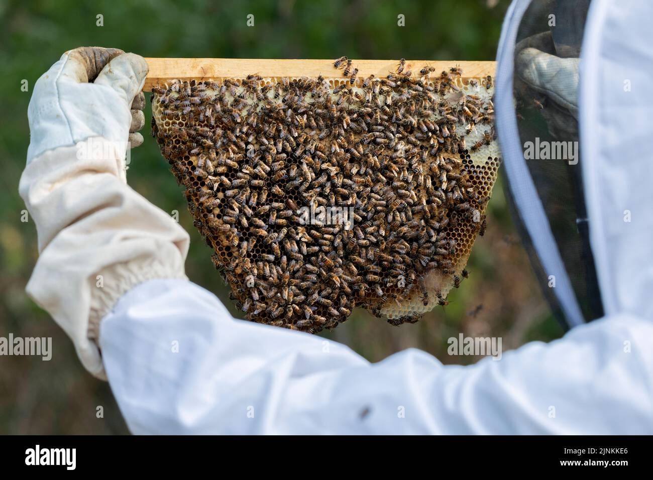 A beekeeper inspects a bee colony on a natural honeycomb Stock Photo ...
