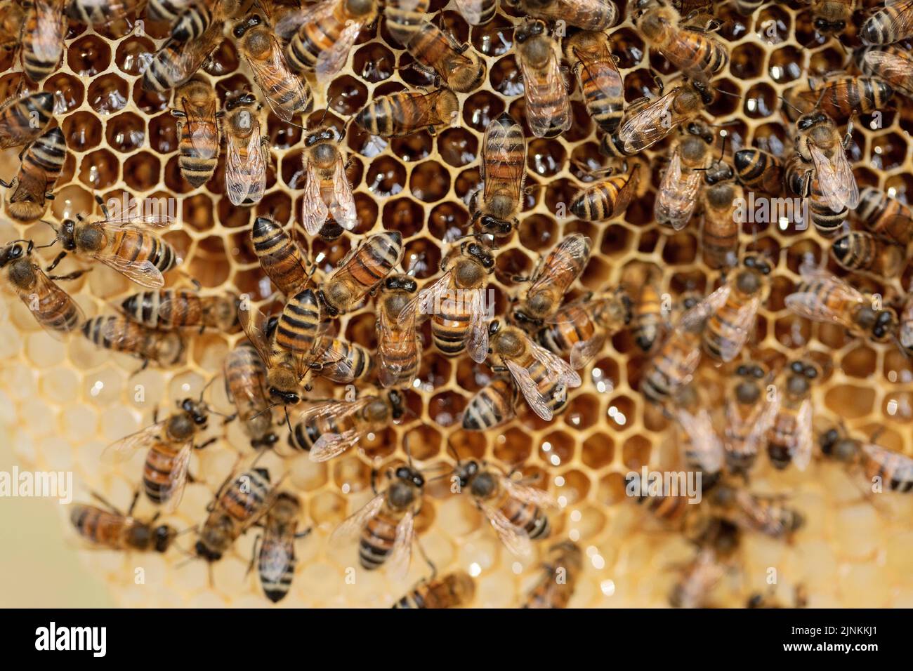 A bee colony on natural honeycomb Stock Photo - Alamy