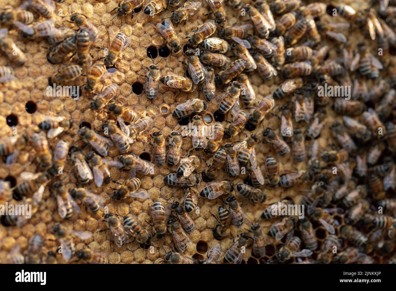A bee colony on natural honeycomb Stock Photo - Alamy