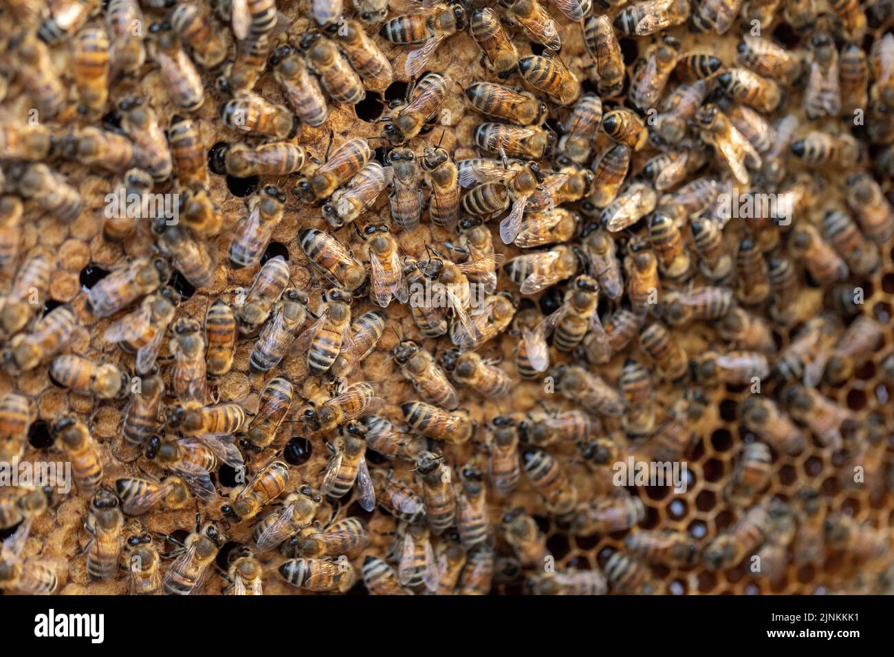 Bees in the process of collecting nectar inside a natural honeycomb ...