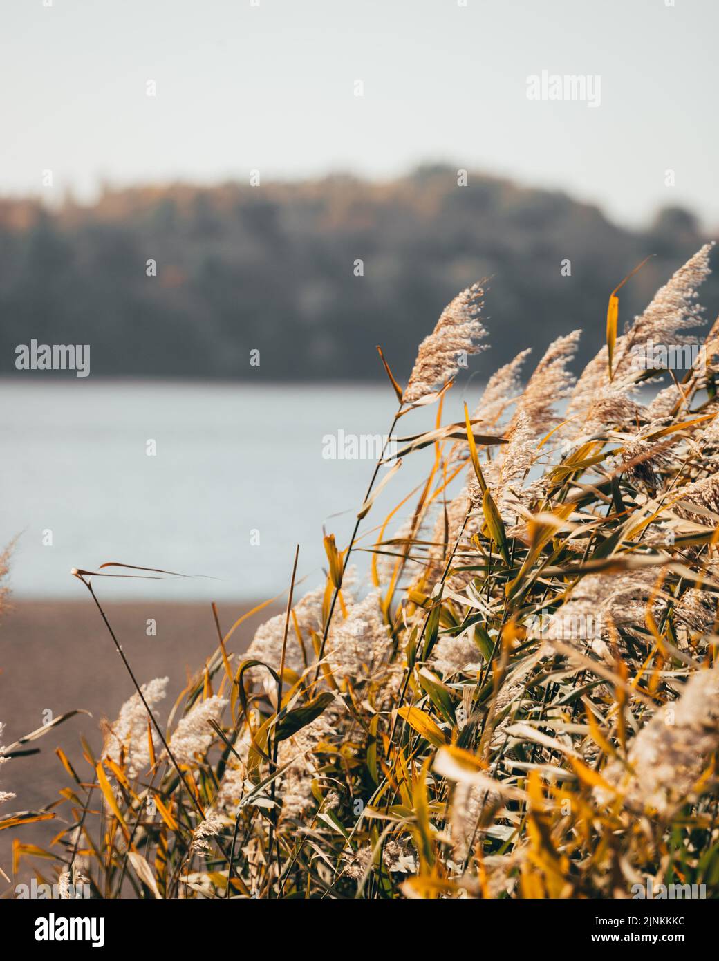 A vertical closeup of reed grass bending in the breeze Stock Photo - Alamy