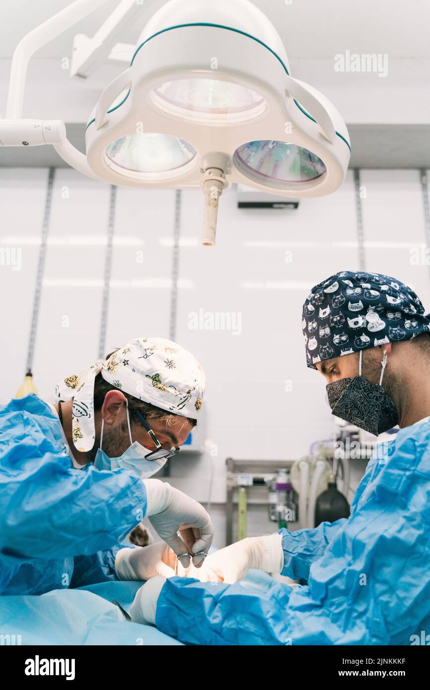 surgery, operating room, veterinary medicine, animal clinic, veterinary ...