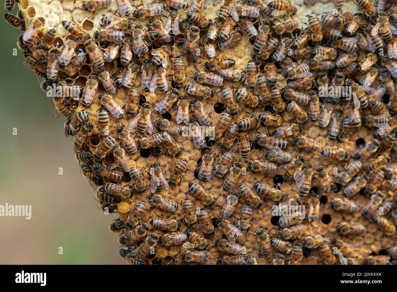 Bees in the process of collecting nectar inside a natural honeycomb ...