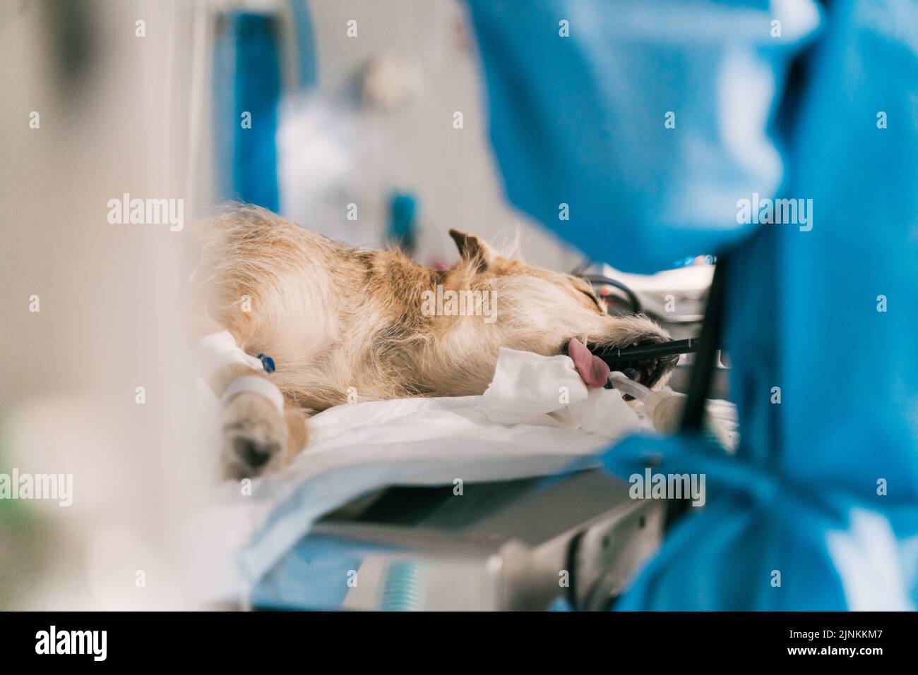 surgery, veterinary medicine, animal clinic, veterinary hospital ...