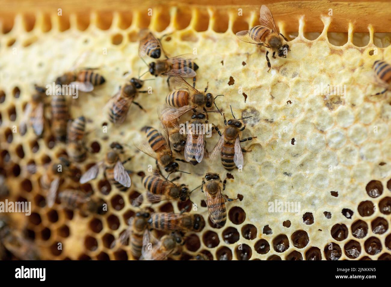 Bees in the process of collecting nectar inside a natural honeycomb ...