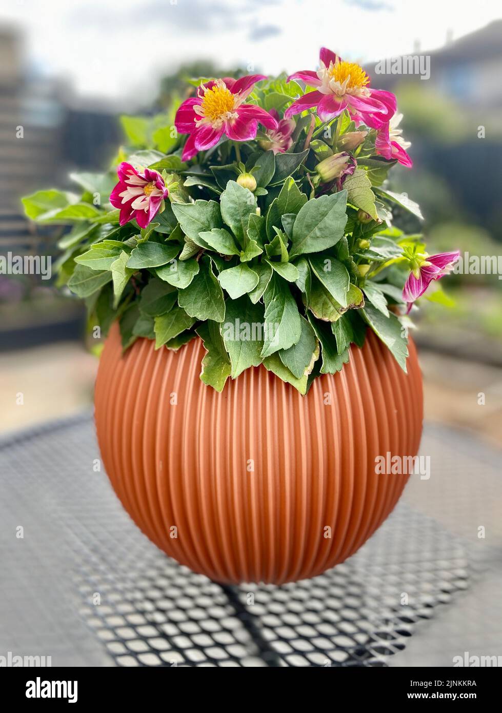 Flowers in Pot Stock Photo - Alamy