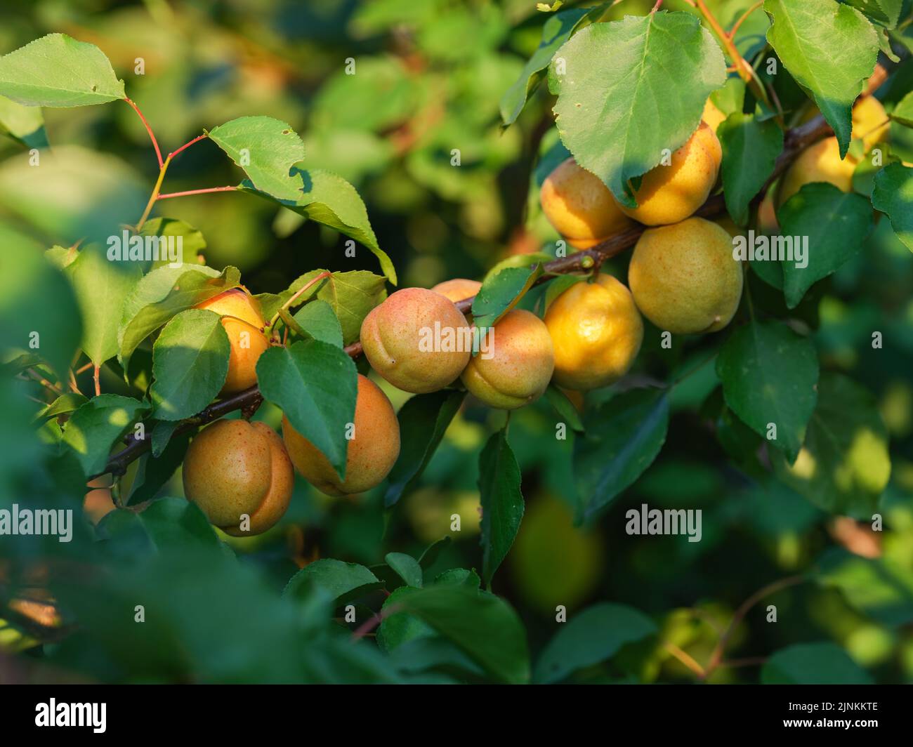 Apricot tree fruit hi-res stock photography and images - Alamy
