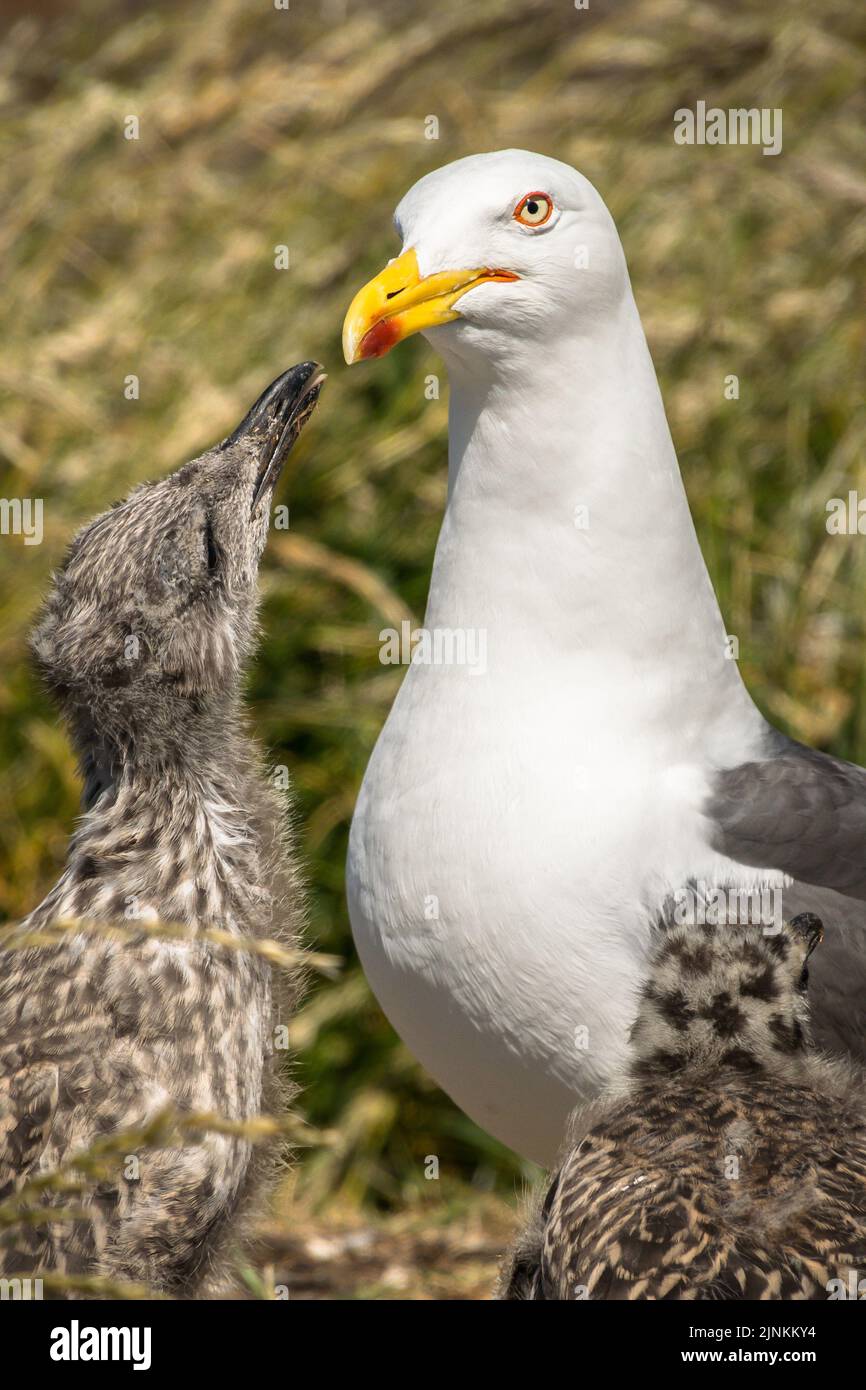 Lesser black-back gull with two chicks on a grassy island, Inchcolm ...