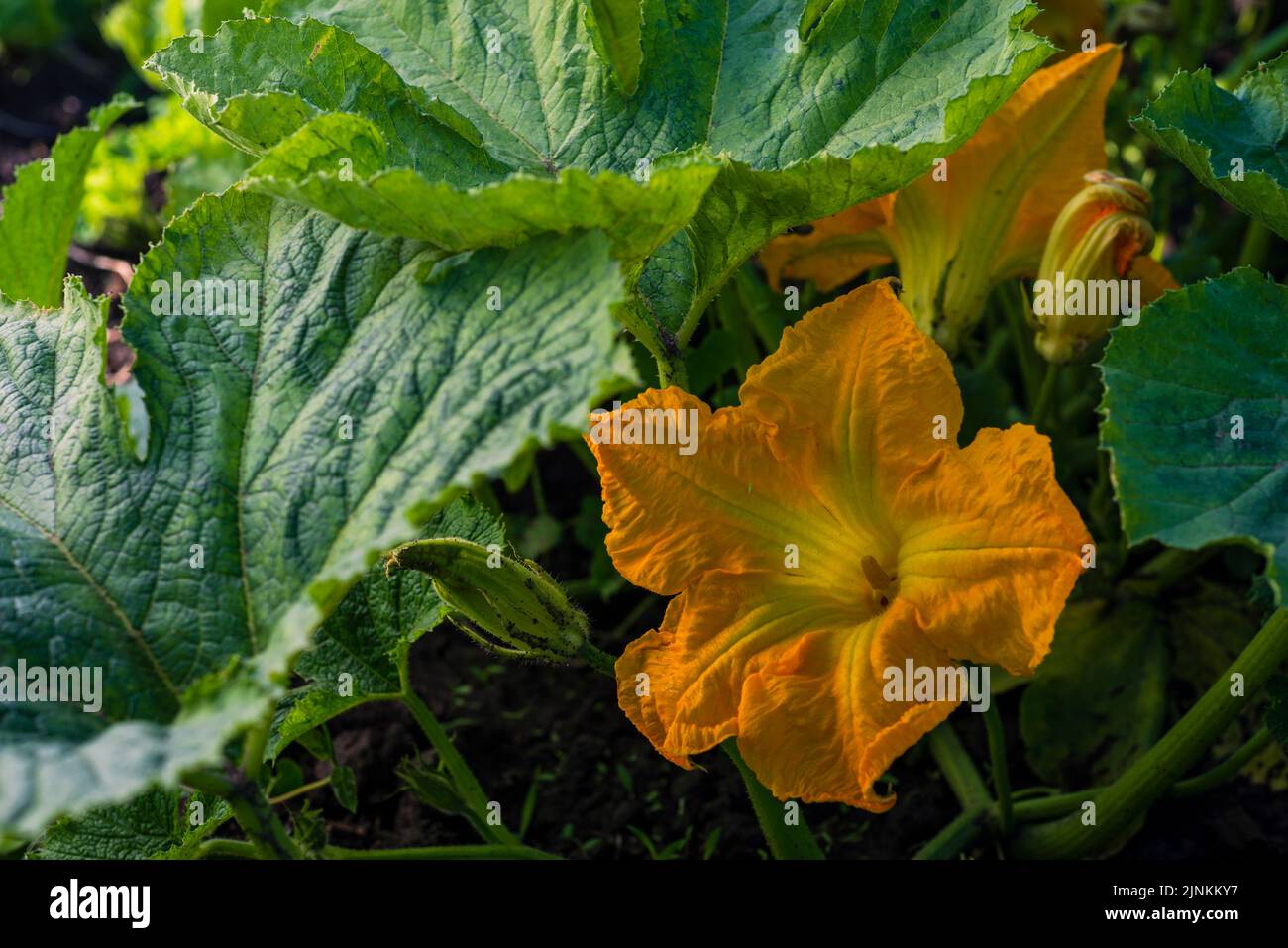 Beautiful yellow pumpkin flower Squash garden backyard field soil ...