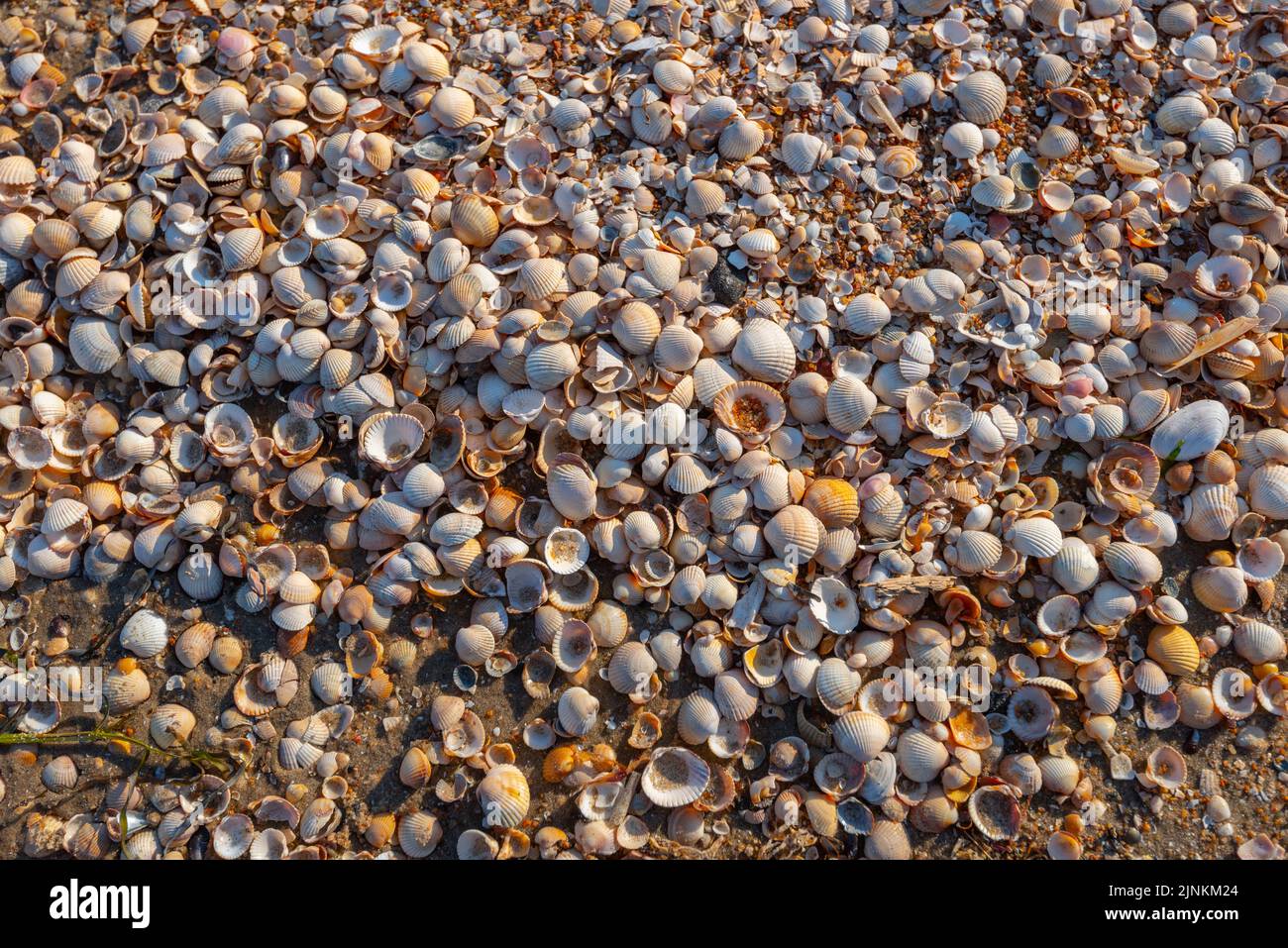 Big pile of small and empty white shells on a beach Stock Photo - Alamy