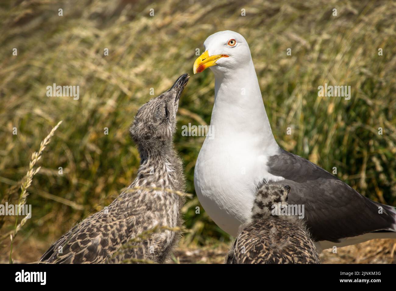 Lesser black-back gull with two chicks on a grassy island, Inchcolm ...