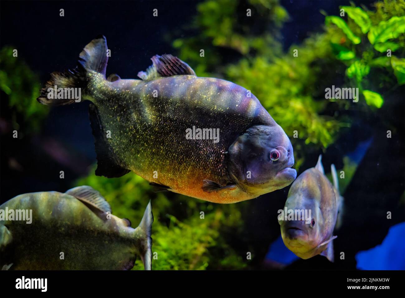 pygocentrus nattereri, roter piranha Stock Photo - Alamy