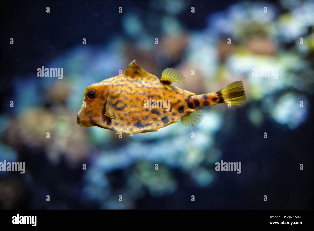 camel cowfish, tetrosomus gibbosus Stock Photo - Alamy