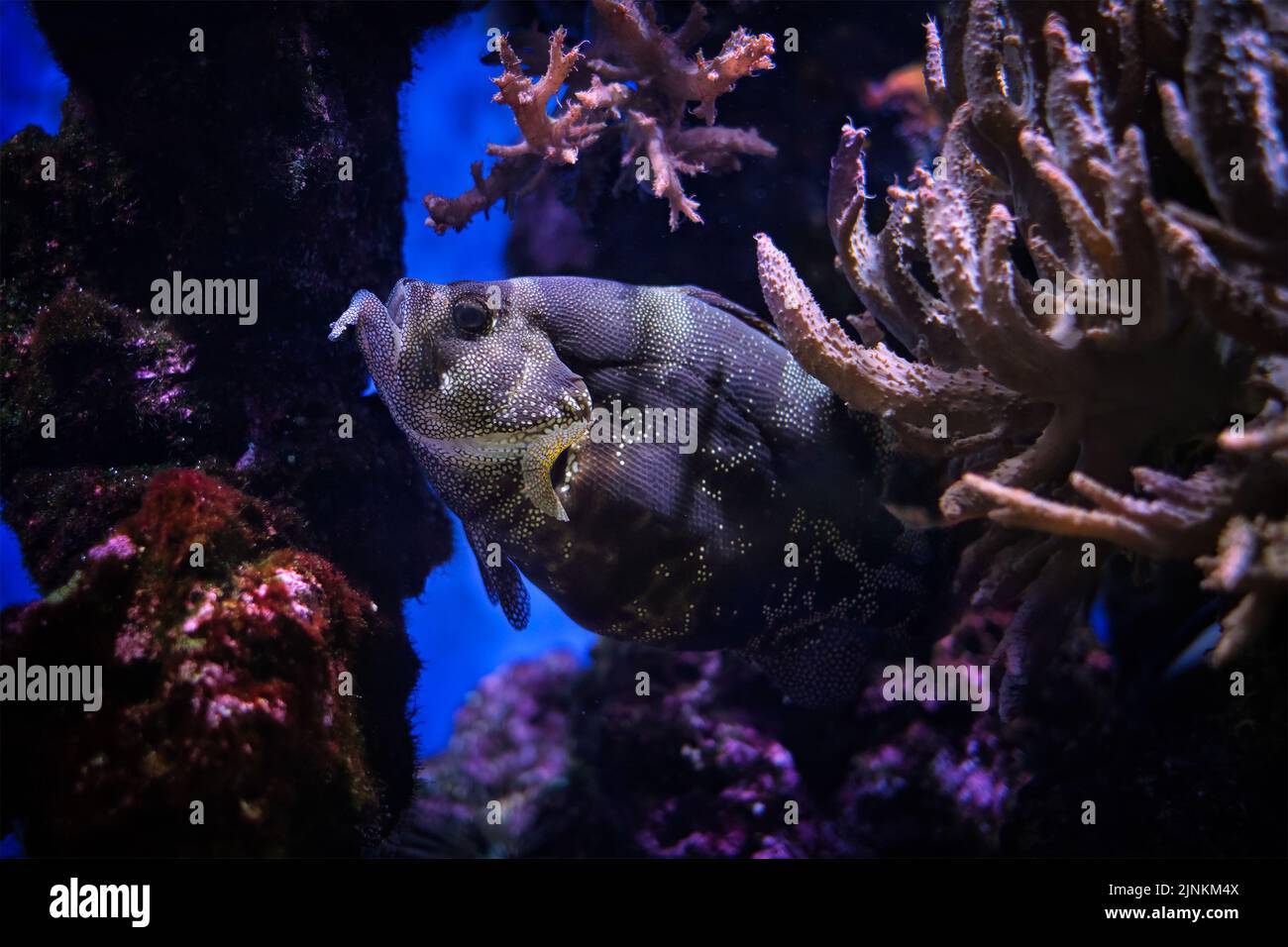 Pogonoperca hi-res stock photography and images - Alamy