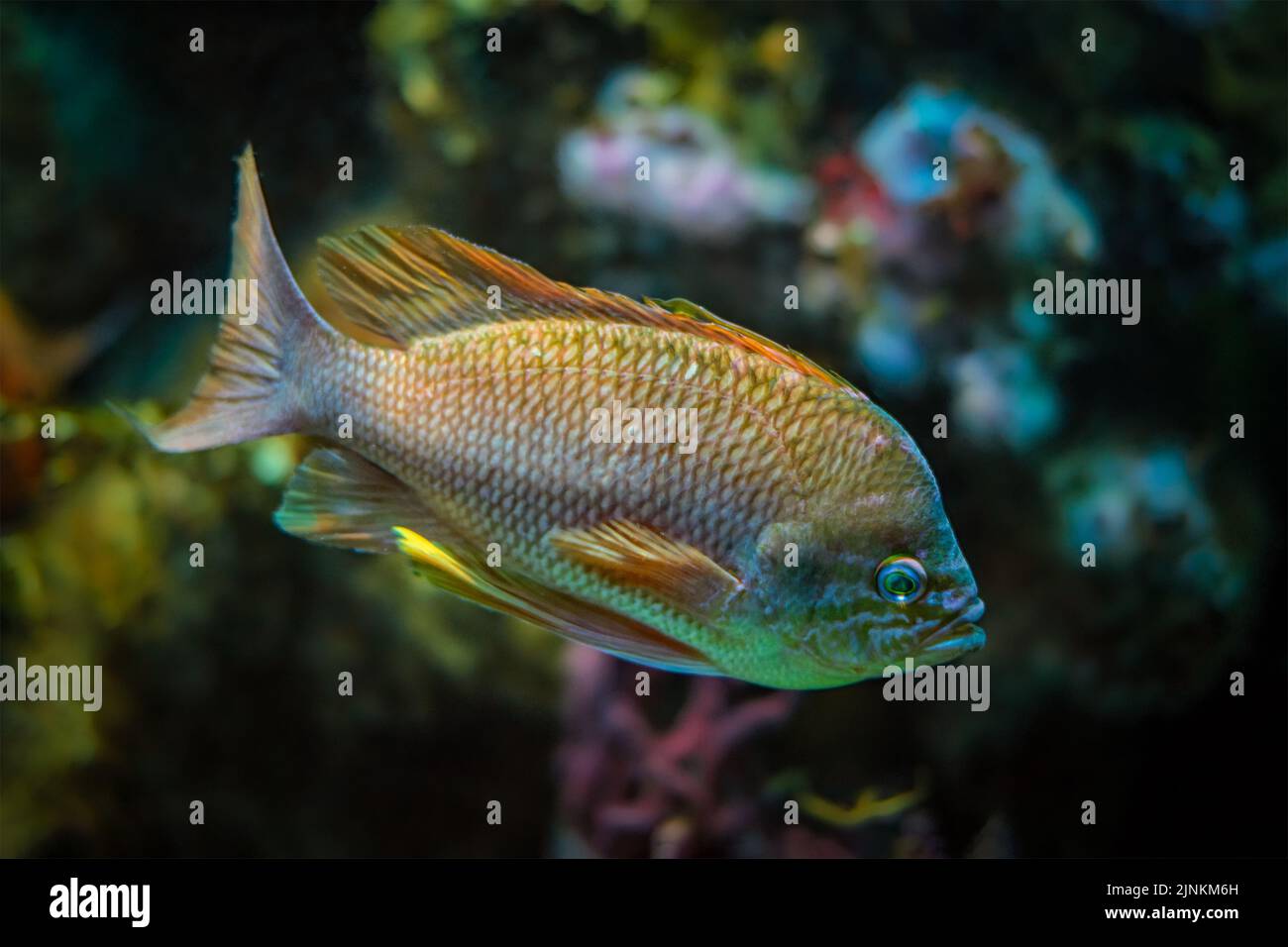 Pomacentridaes hi-res stock photography and images - Alamy