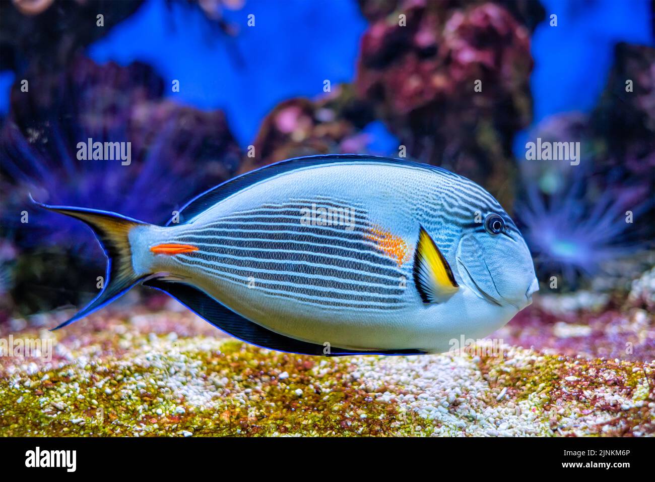 Fish sohal surgeonfish hi-res stock photography and images - Alamy