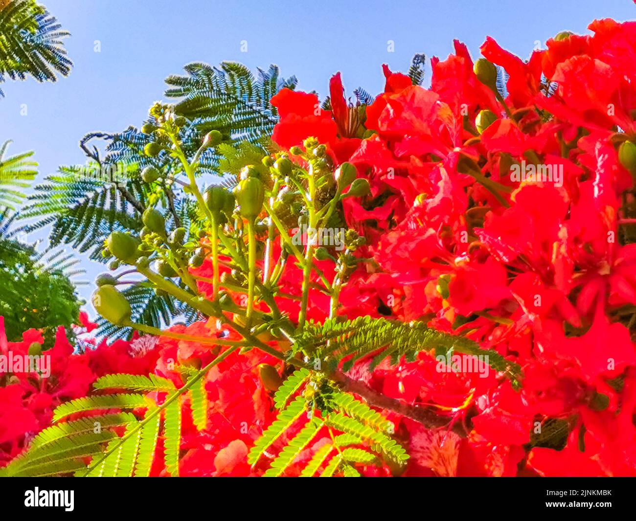Flamboyant or Delonix Regia red flowers closeup. Beautiful tropical ...