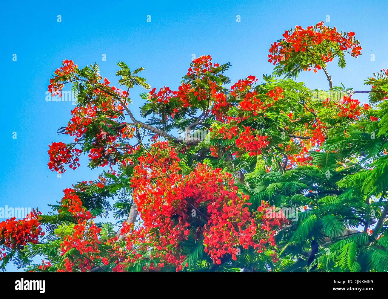 Flamboyant or Delonix Regia red flowers closeup. Beautiful tropical ...