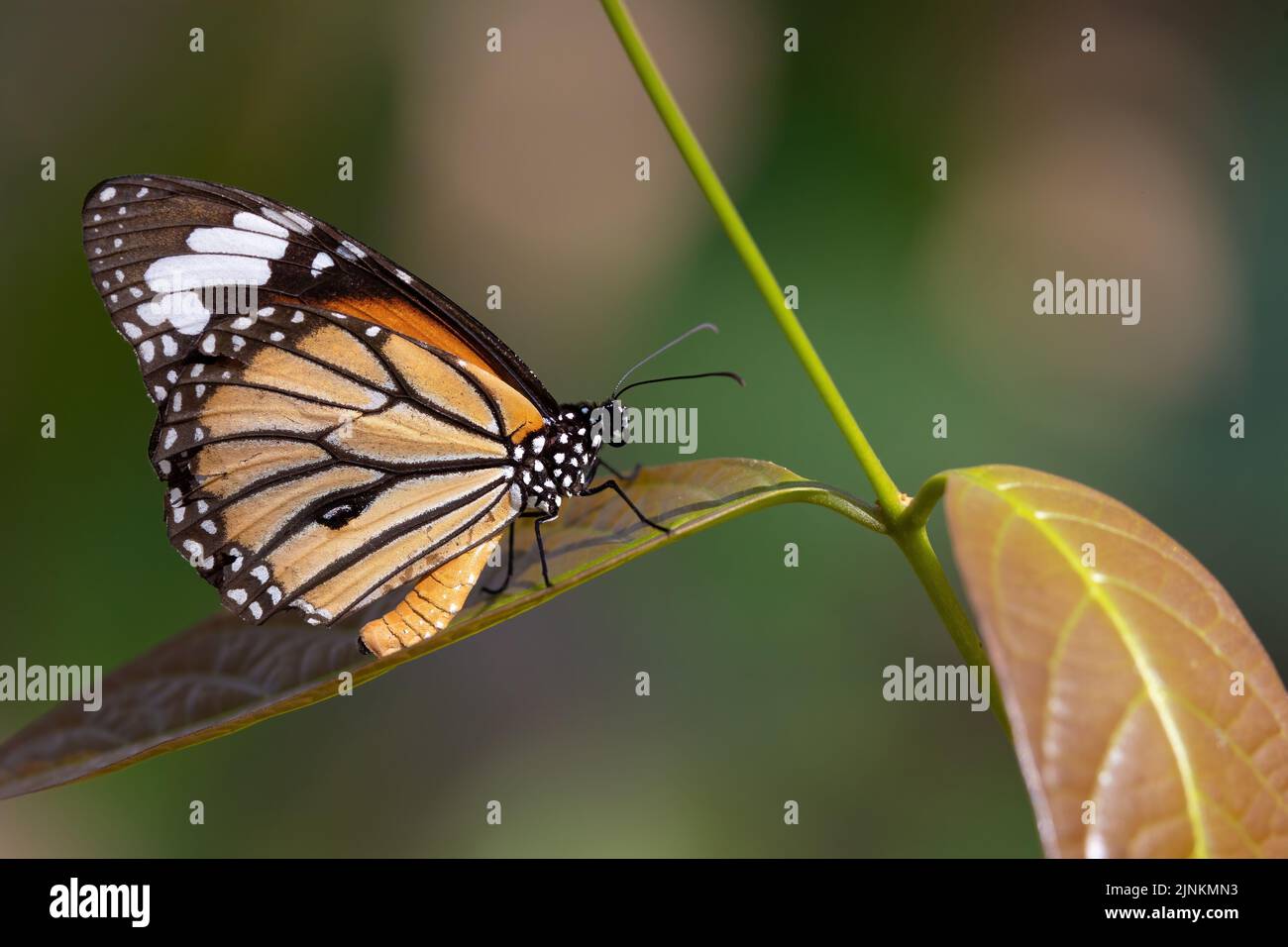 A Common Tiger butterfly (Danaus genutia) standing on a leaf Stock ...