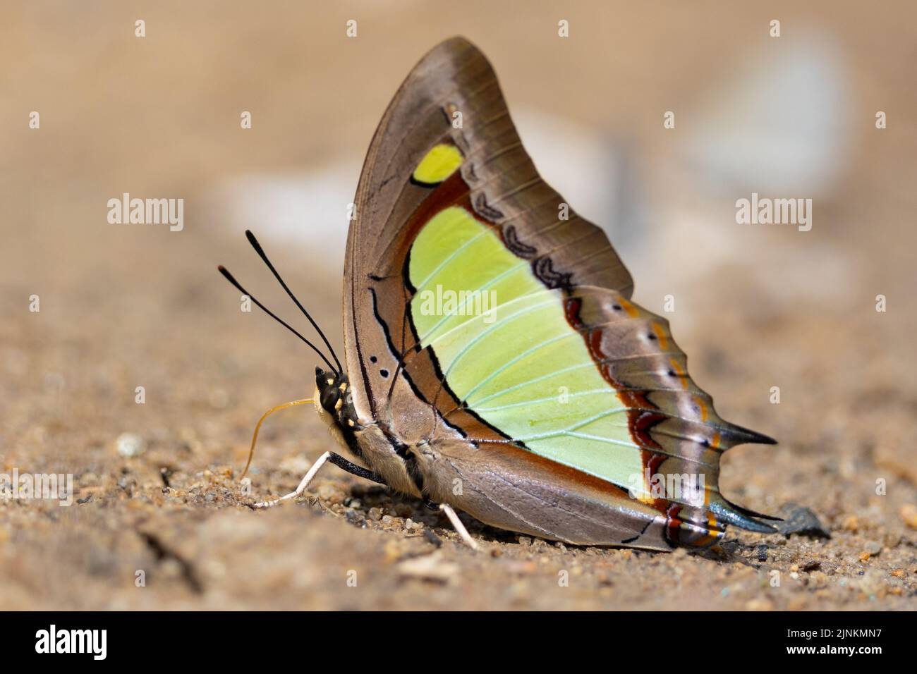Common nawab butterfly hi-res stock photography and images - Alamy
