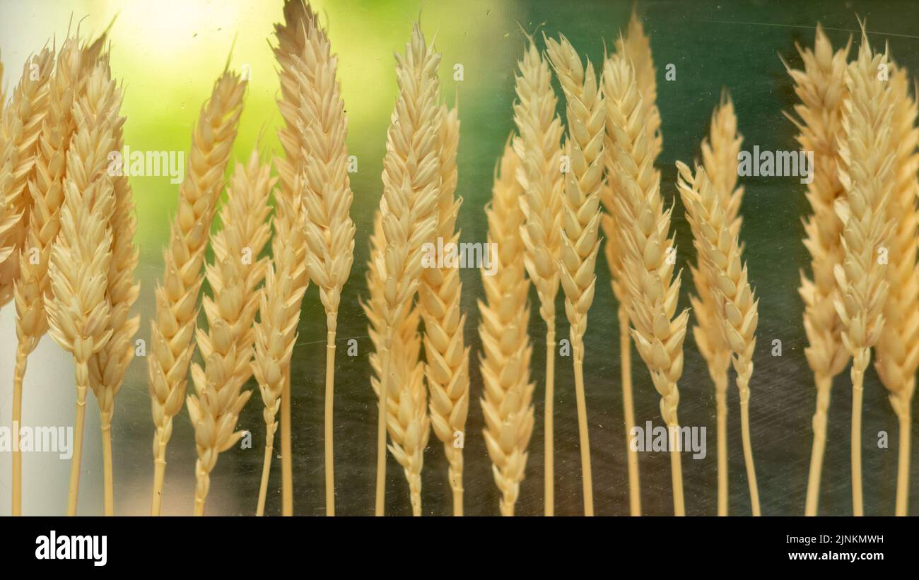 Golden harvest beautiful wheat stalks hi-res stock photography and ...