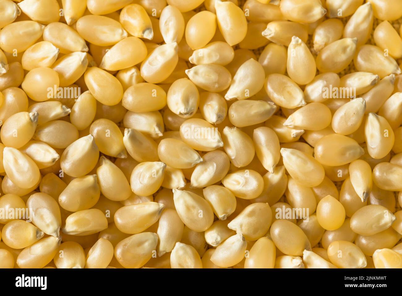 Dry Organic White Popcorn Kernels in a Bowl Stock Photo - Alamy