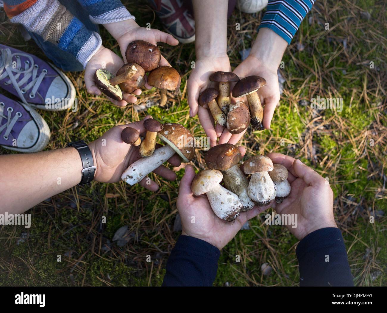 people's hands hold a collection of various freshly picked forest ...