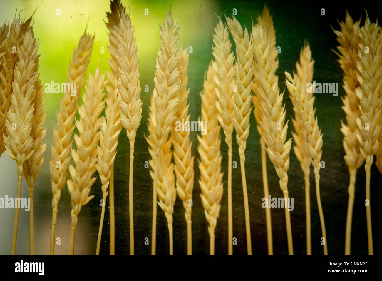 Golden harvest beautiful wheat stalks hi-res stock photography and ...