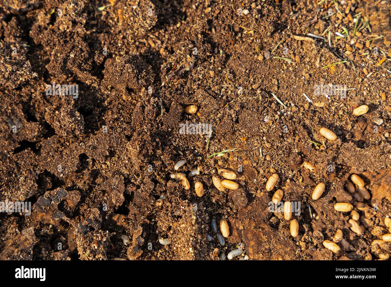 eggs, larva, ants, egg, larvas Stock Photo - Alamy