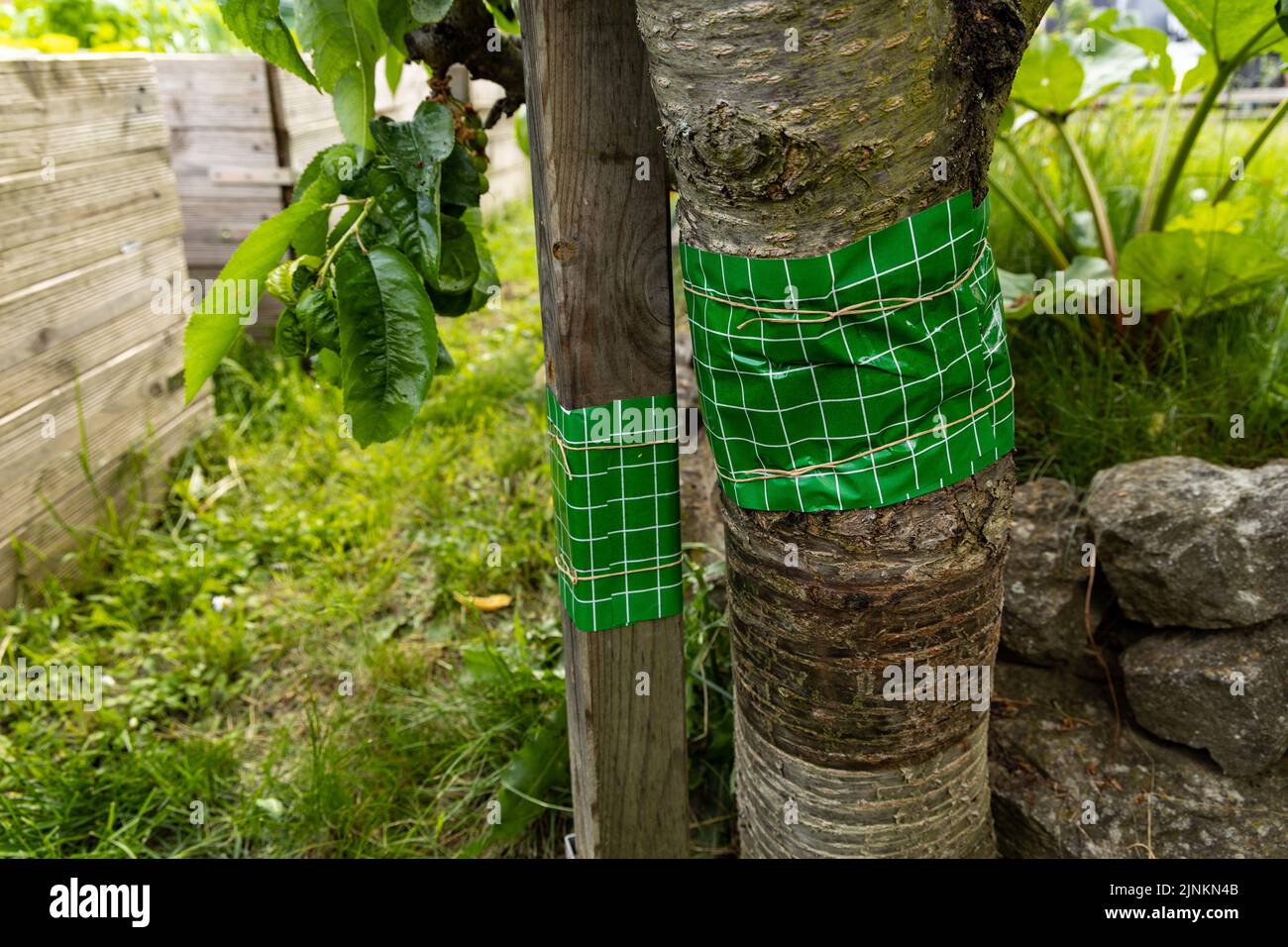 Grease band fruit hi-res stock photography and images - Alamy