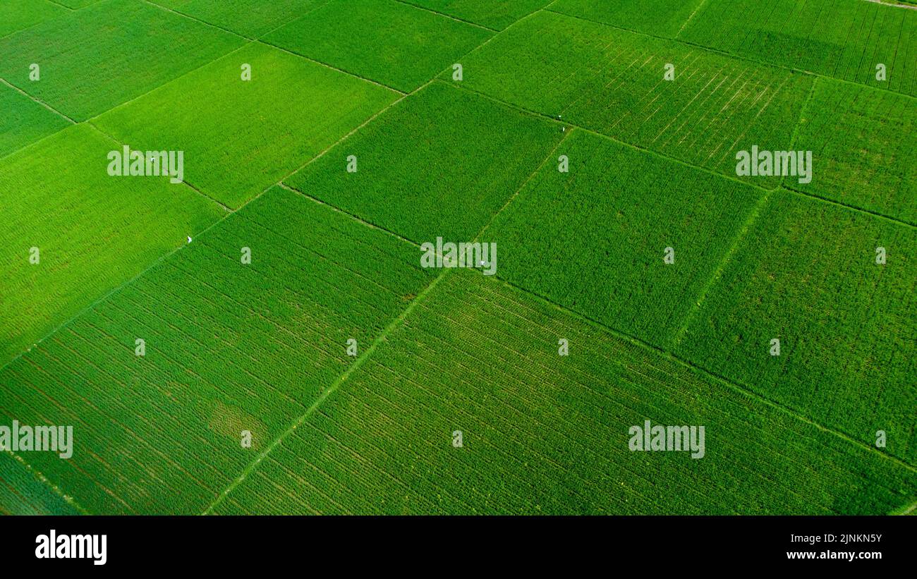 Aerial view of rice fields, Aceh, Indonesia Stock Photo - Alamy