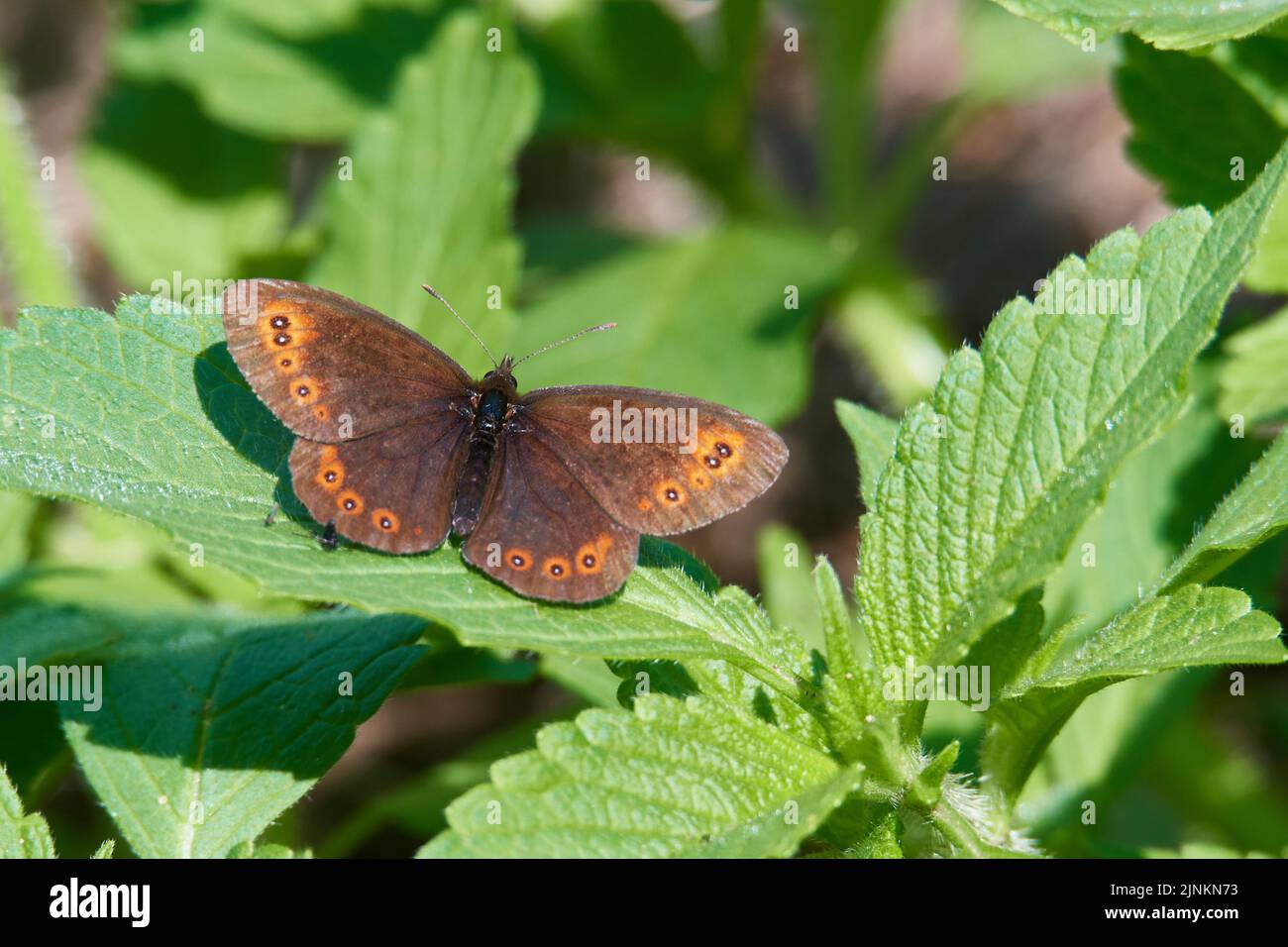 erebia, some eye mohr falter Stock Photo - Alamy