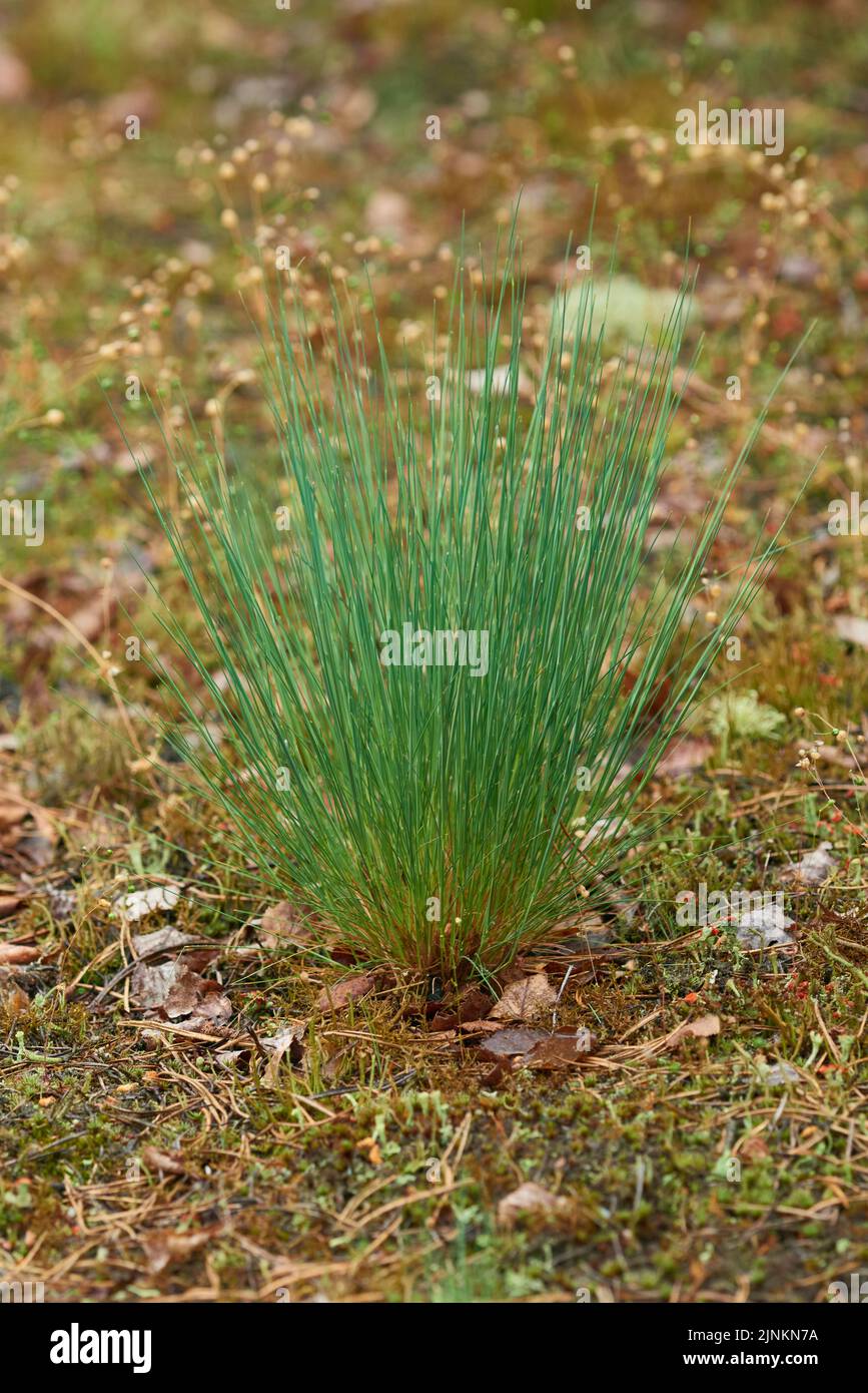 silver grass, poaceae Stock Photo - Alamy
