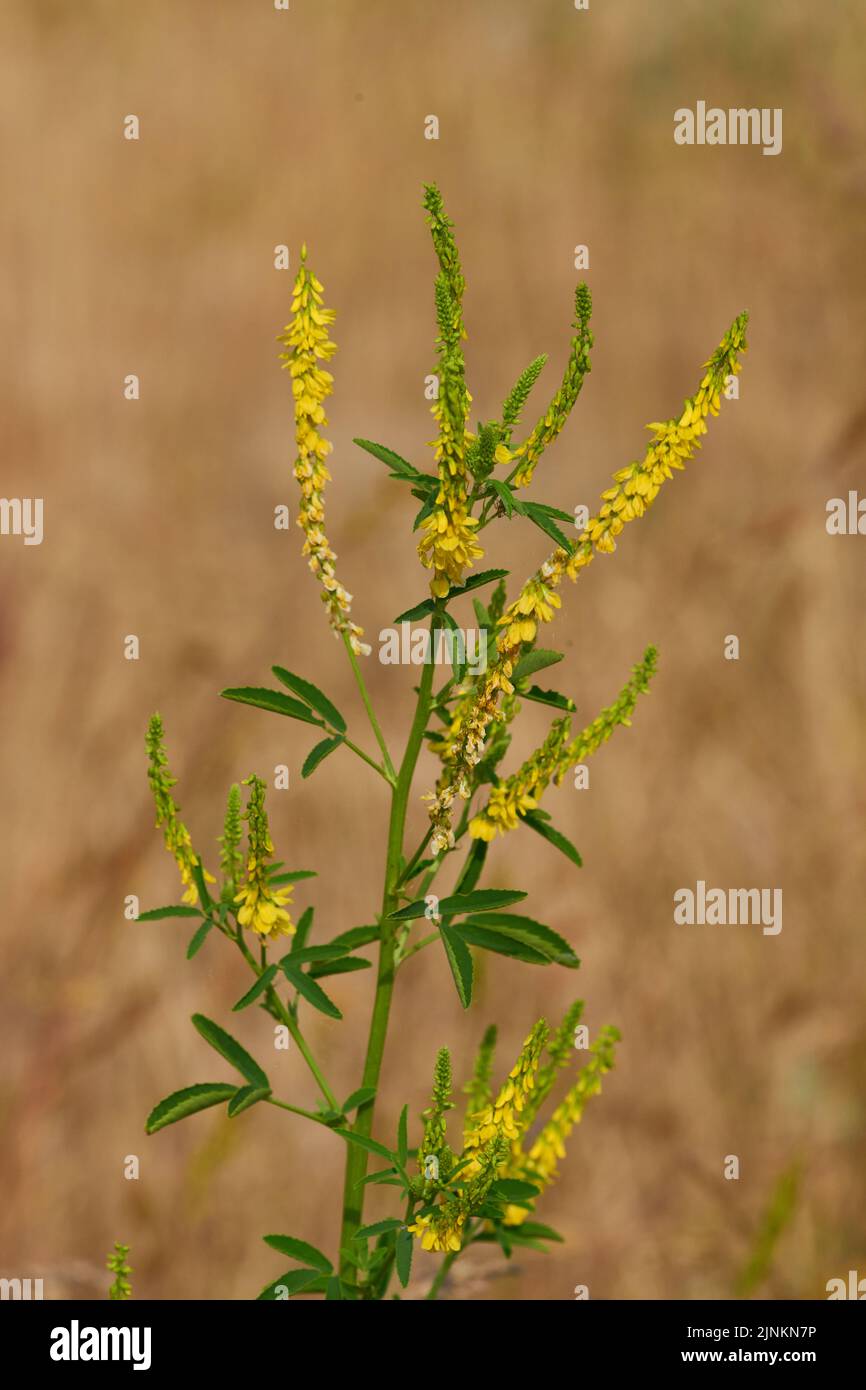 melilot, melilots, melilotus officinalis Stock Photo - Alamy