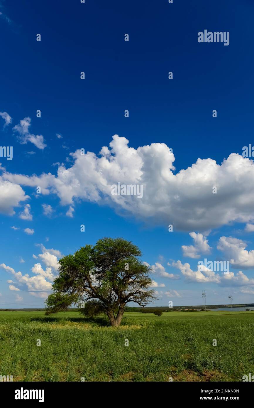 Calden tree, Prosopis Caldenia, in Pampas environment, La Pampa ...