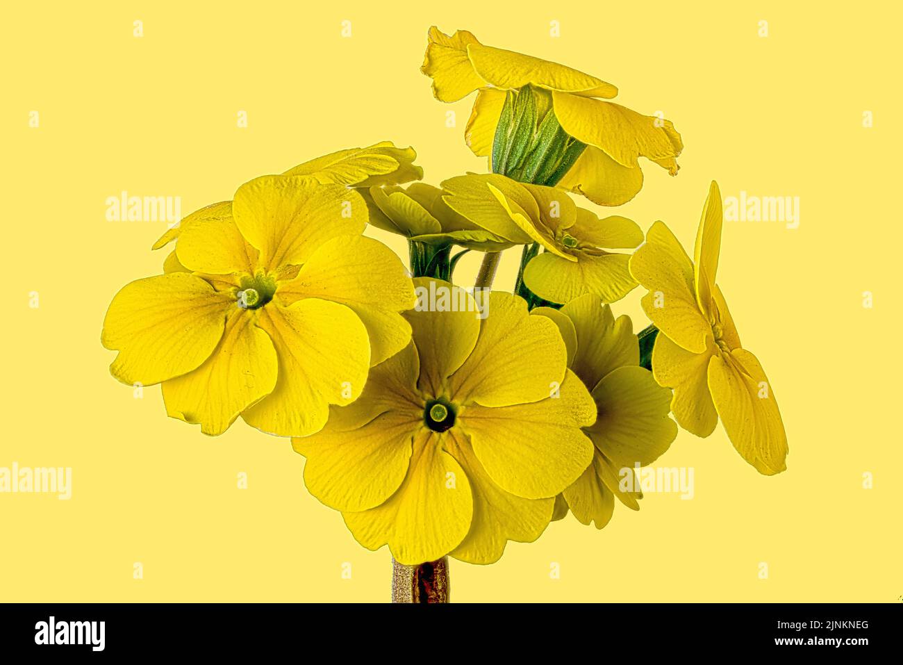 Primrose varieties hi-res stock photography and images - Alamy