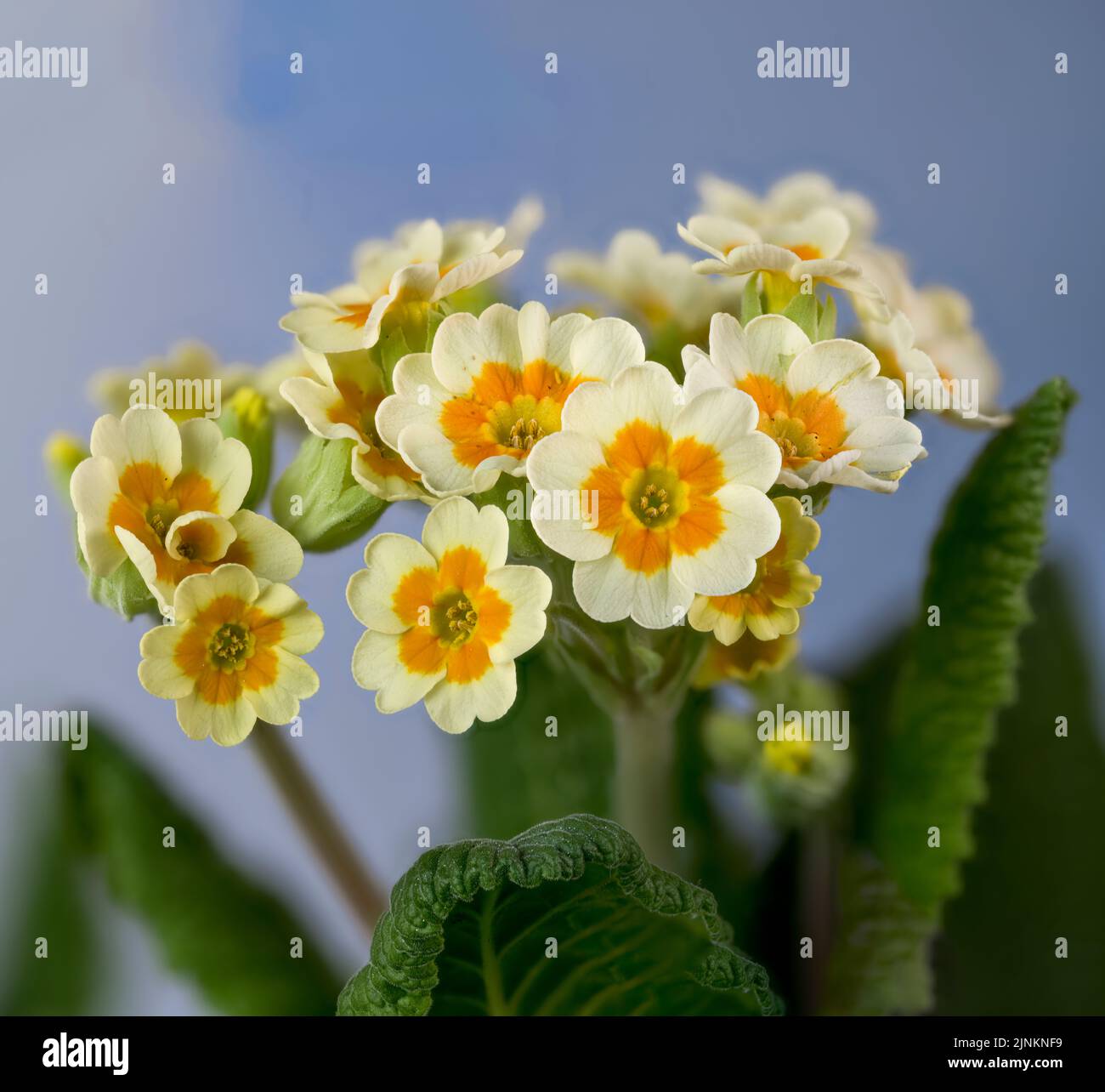 Primrose varieties hi-res stock photography and images - Alamy