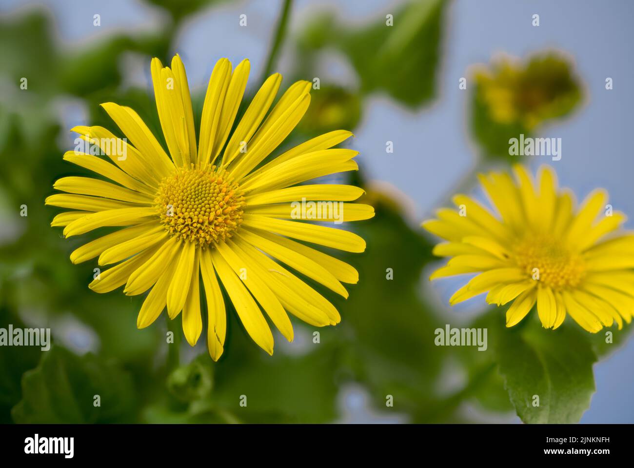 Doronicum plant hi-res stock photography and images - Alamy