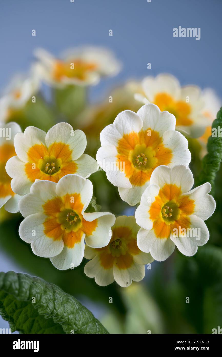 primrose, spring flowers, primroses, spring flower Stock Photo - Alamy