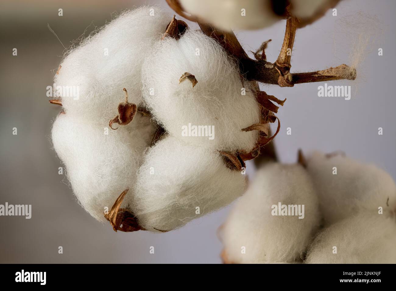 Cotton fruit hi-res stock photography and images - Alamy