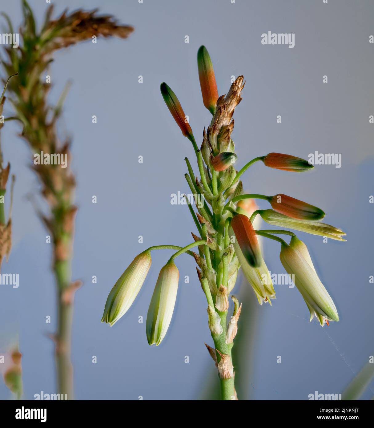 Aloe varieties hi-res stock photography and images - Alamy