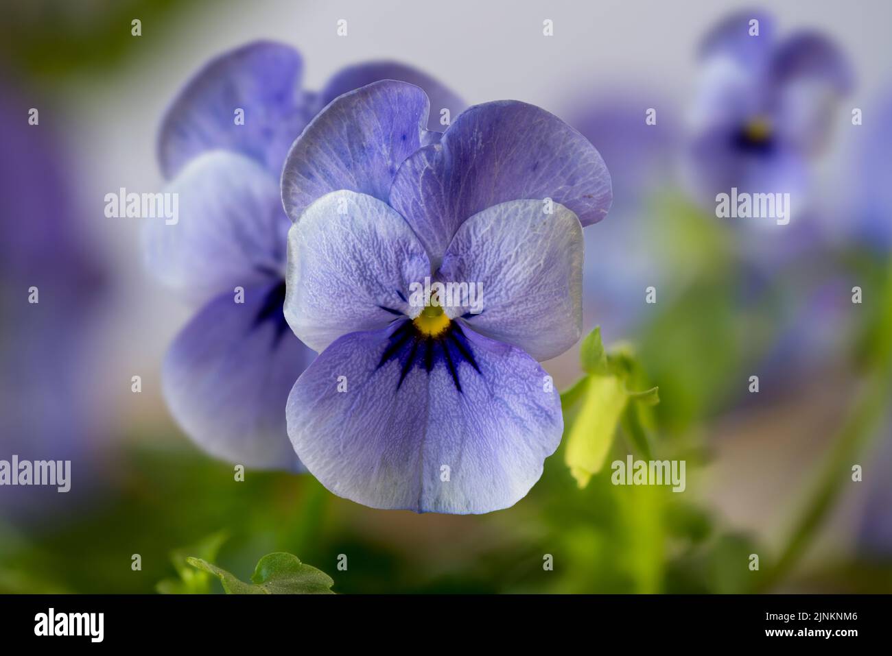 Viola color hi-res stock photography and images - Alamy