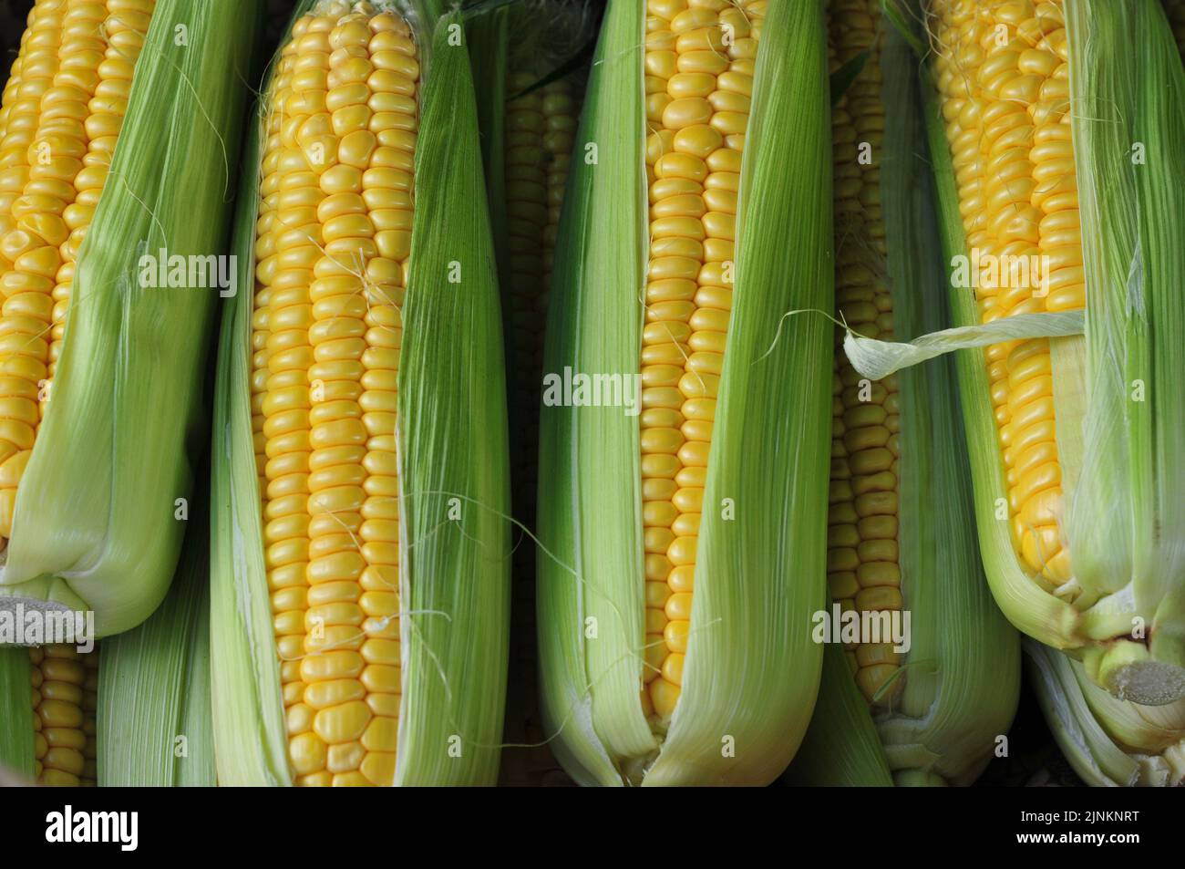 maize cob, maize, sweetcorn, corn, corn on the cobs, corn crops ...