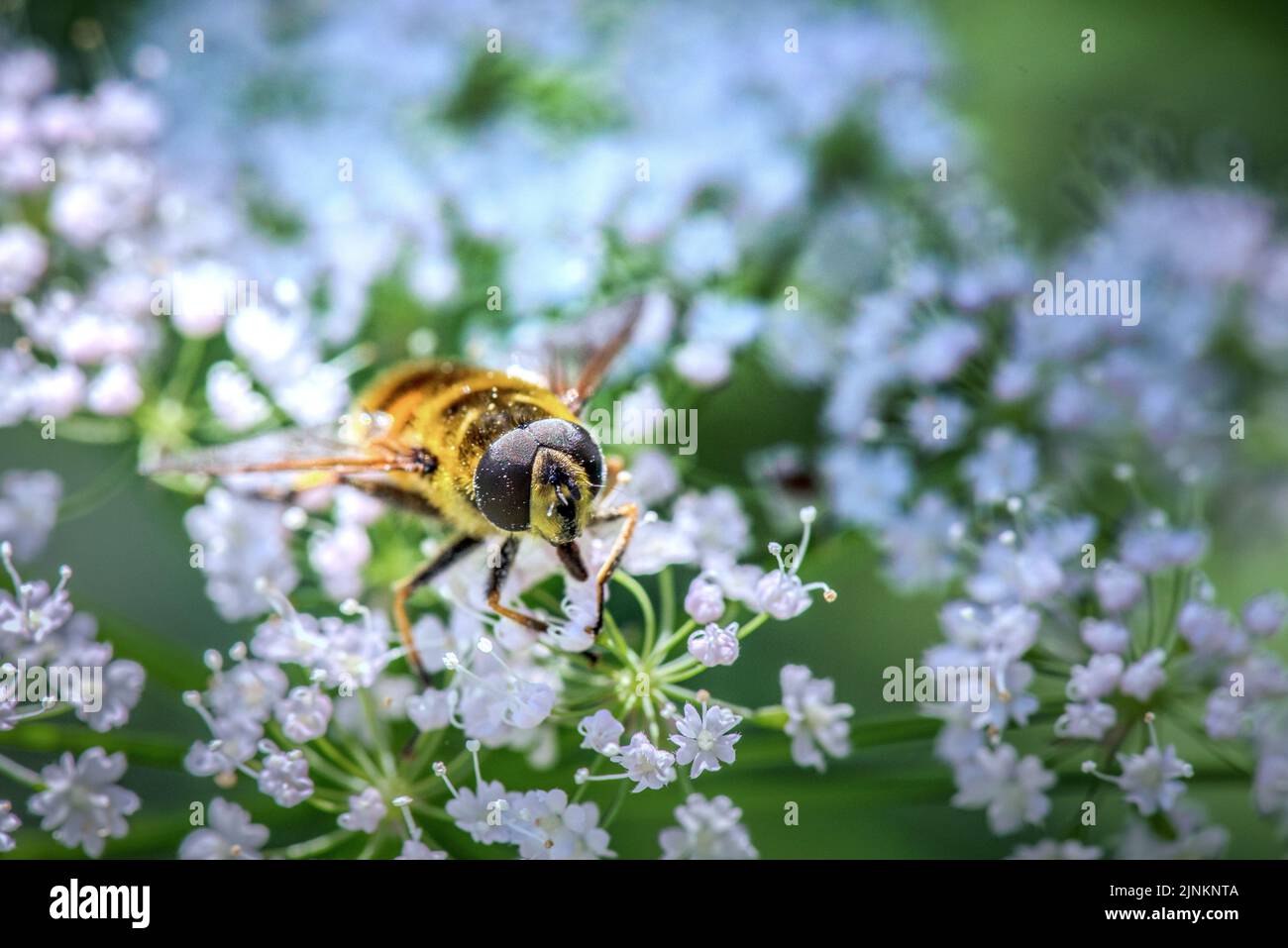 honey bee, pollination, honey bees, pollinations Stock Photo - Alamy