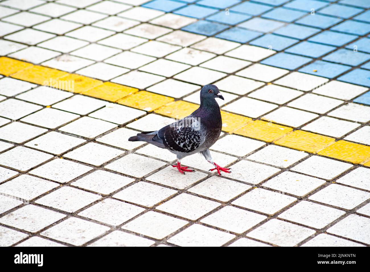One pigeon walking on ground. Rear view of spotted rock dove, rock ...