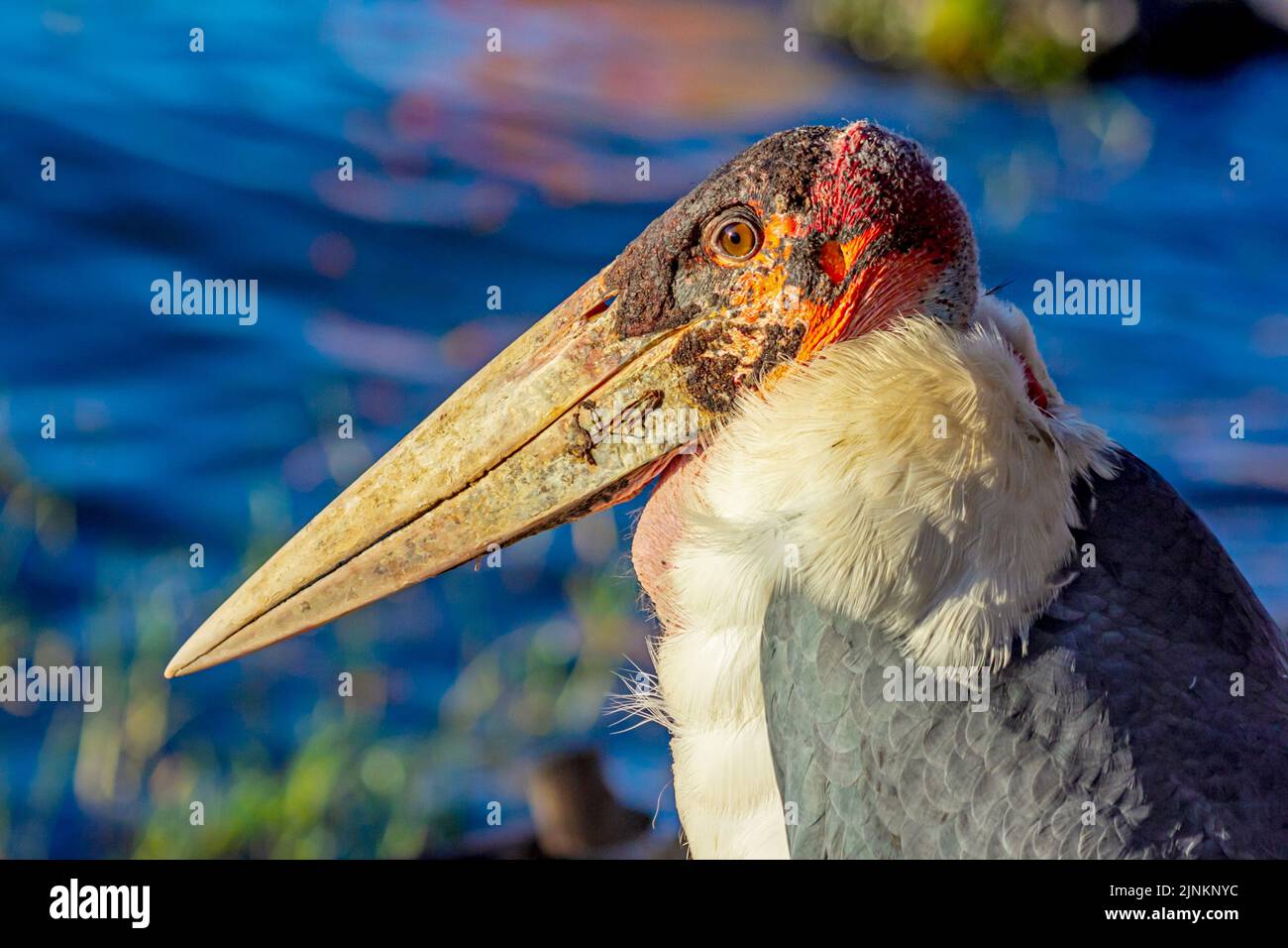 Storks cool cool cool hi-res stock photography and images - Alamy